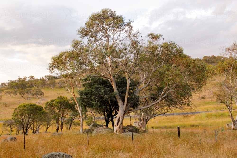 Image of Gum trees growing in paddock with rocks - Austockphoto
