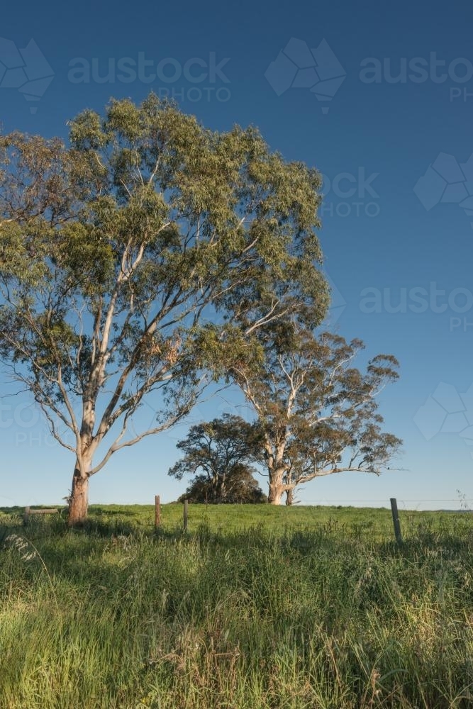 Image of gum trees in a green paddock - Austockphoto