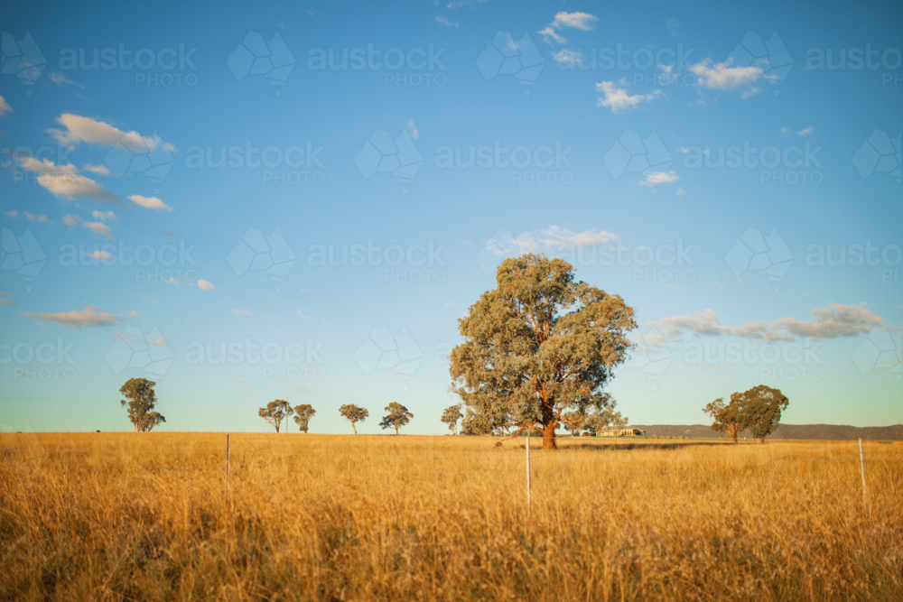 Image of Gum trees in Australian paddock illuminated by golden ...