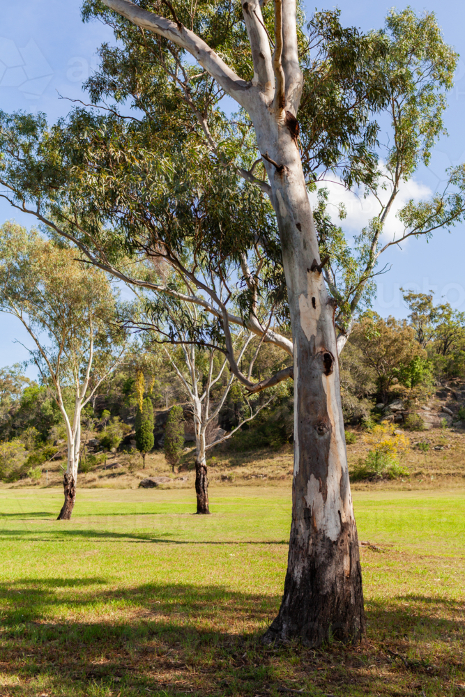 Image of Gum trees in landscape near Baiame Cave in Upper Hunter Valley ...