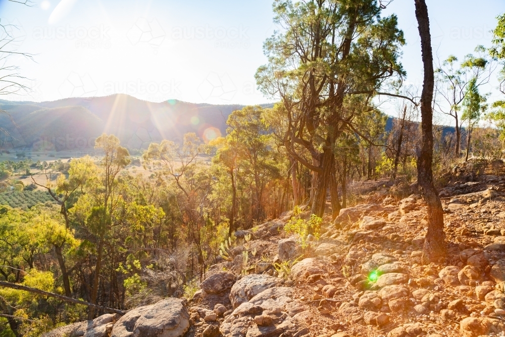 Image of Gum trees on steep hillside in australian afternoon light ...