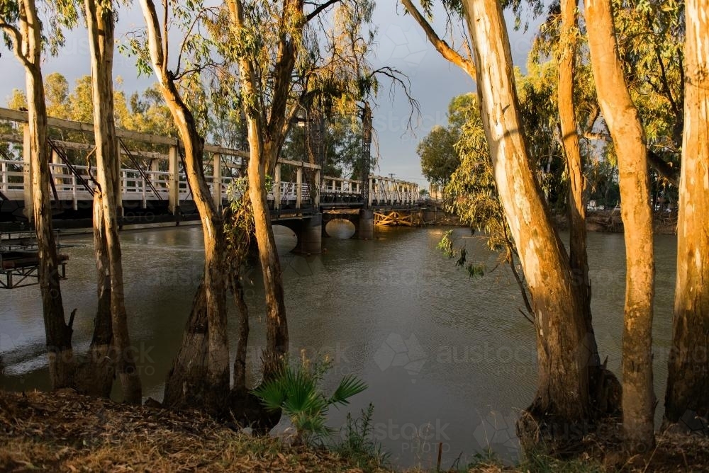 Image of Gum Trees on the Banks of the Murray River at Barham ...