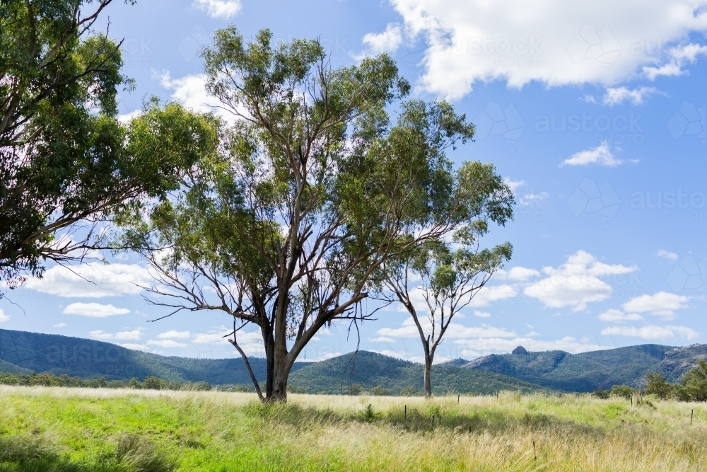 Image of gum trees with hills behind in lush farmland paddock ...