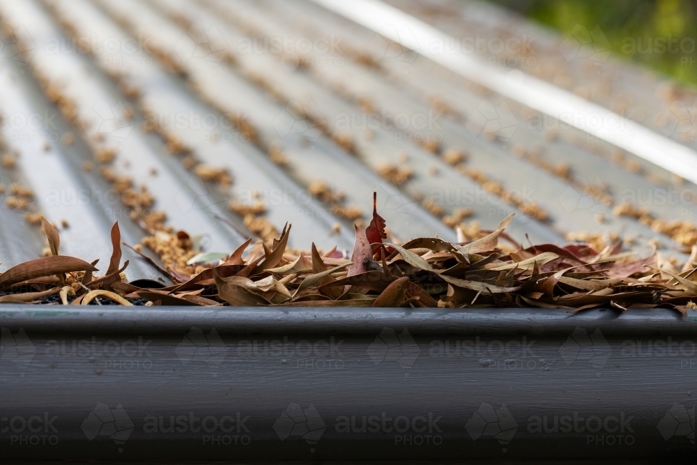 Image of Gutter of house full of leaves creating fire hazard - Austockphoto