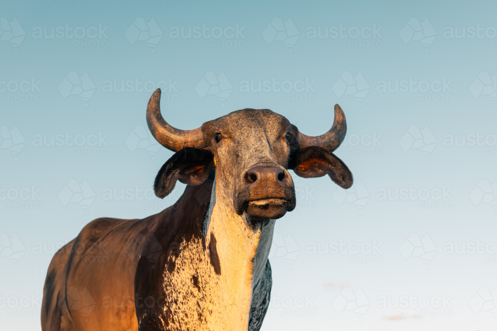 Image of Guzera or Guzerat bull standing in paddock. Brazilian breed of ...