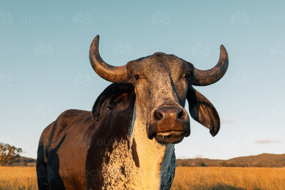 Image of Guzera or Guzerat bull standing in paddock. Brazilian breed of ...