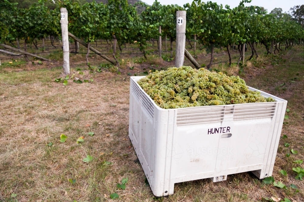 Image of Half ton plastic fruit bin filled with chardonnay grapes in ...