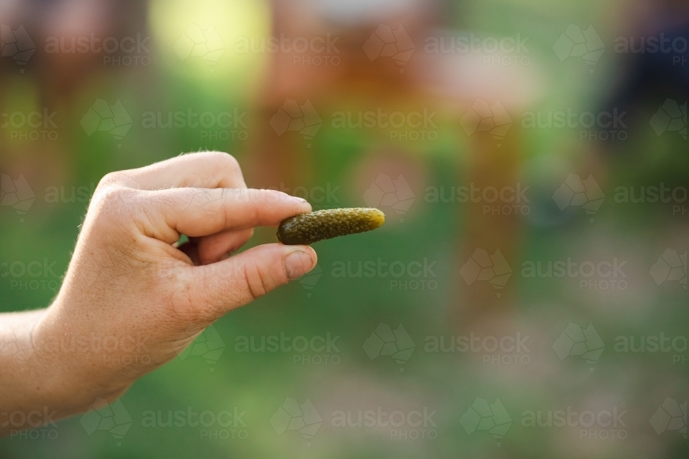 Image of Hand holding a tiny pickle with green blurred background ...