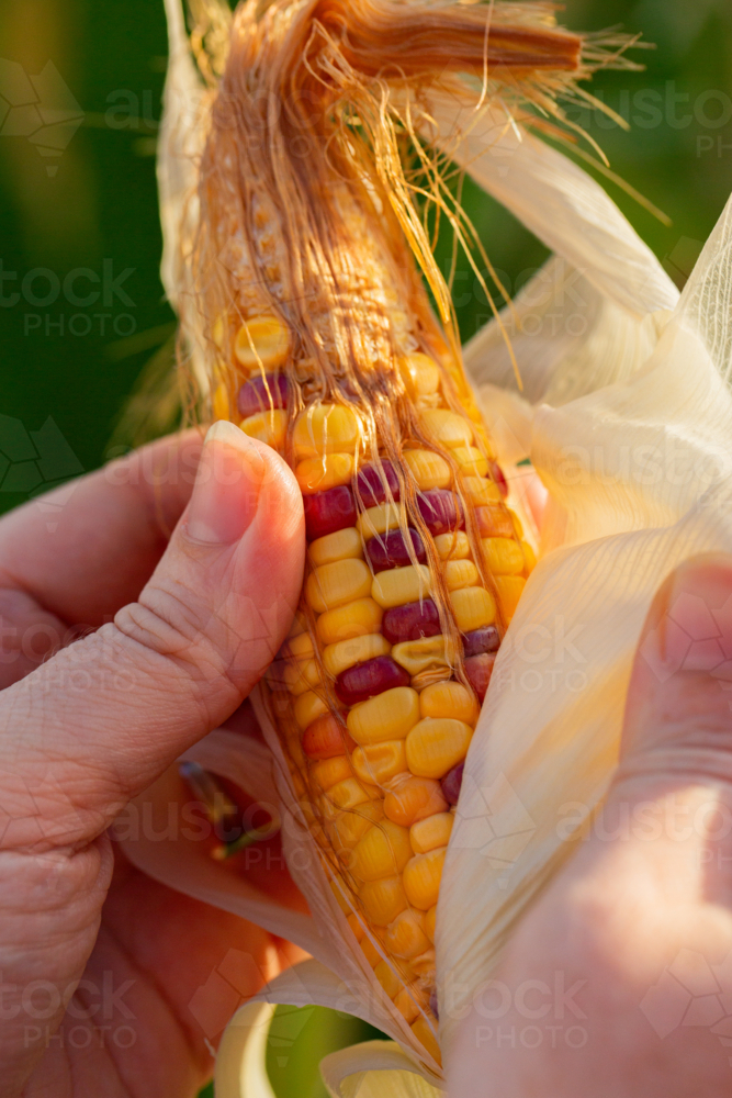 Image of Hand opening up homegrown rainbow corn to show kernels ...