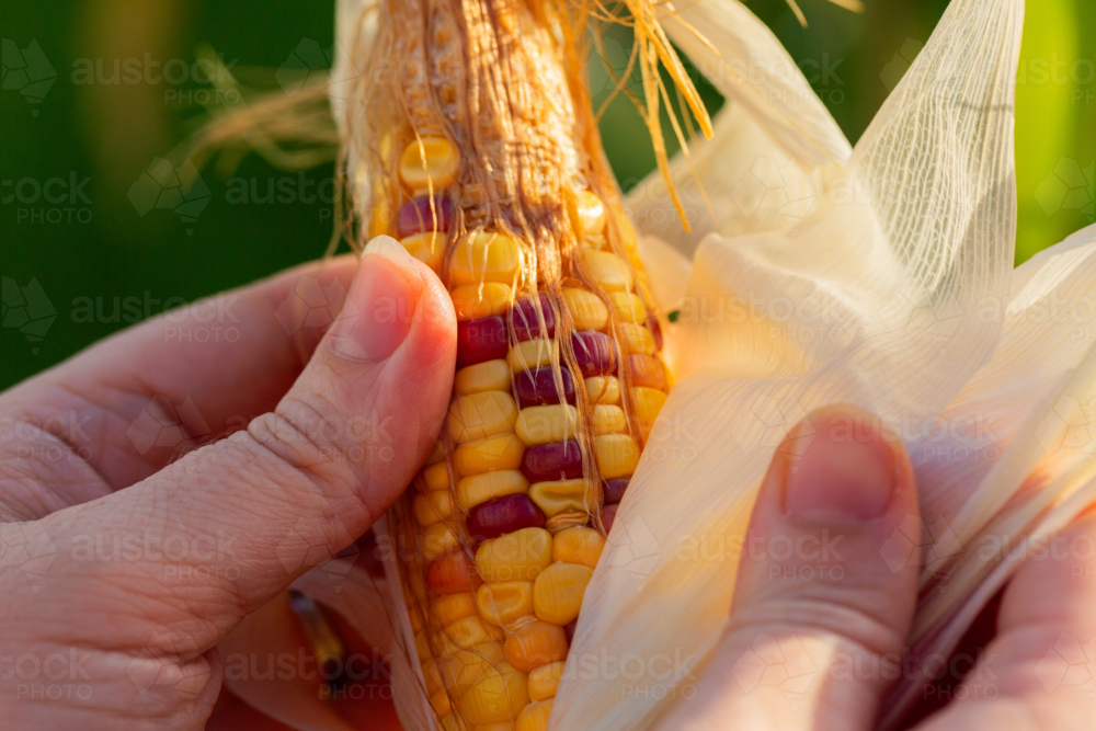 Image of Hand opening up homegrown rainbow corn to show kernels ...