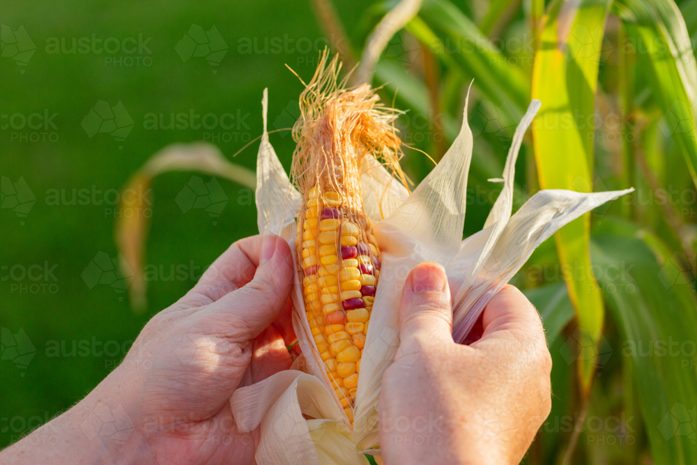 Image of Hand opening up homegrown rainbow corn to show kernels ...