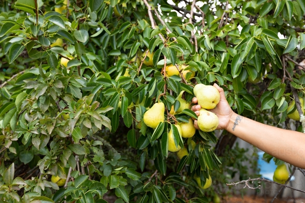 Image of hand reaching to pick pears from pearl tree - Austockphoto