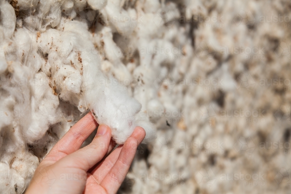 Image of Hand touching harvested cotton in round bale on farm ...