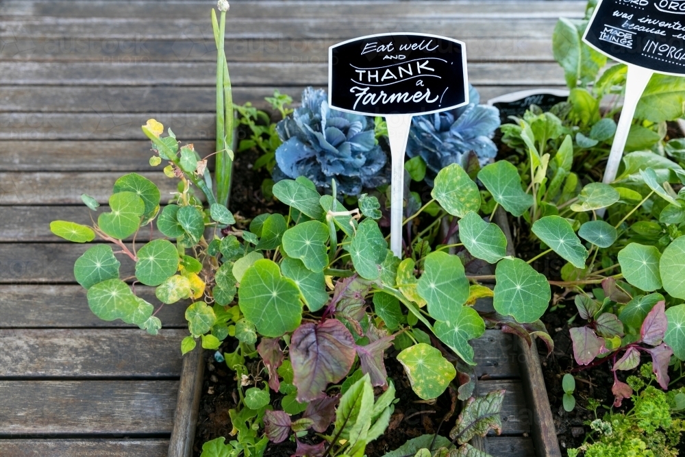 Image of Hand written signs in soil of organic garden plants - Austockphoto