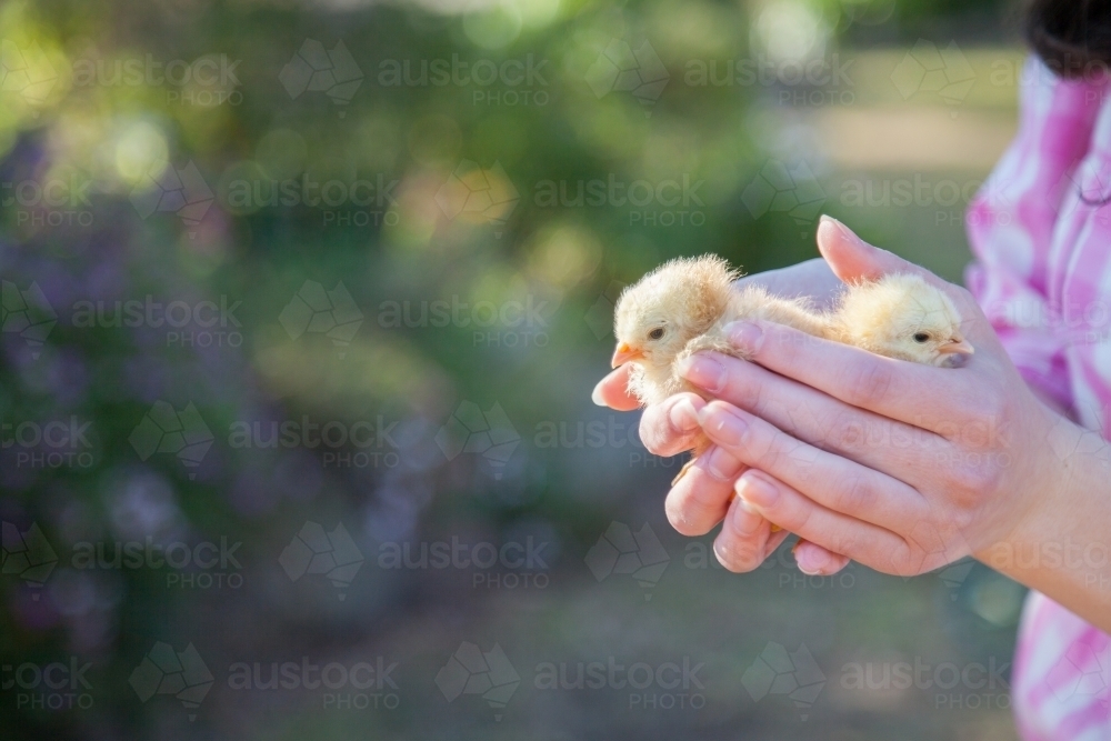 Image of Hands holding a pair of baby chickens - Austockphoto