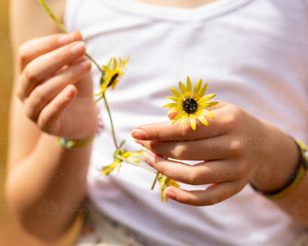 Image of hands of child making daisy chain from yellow dandelion ...