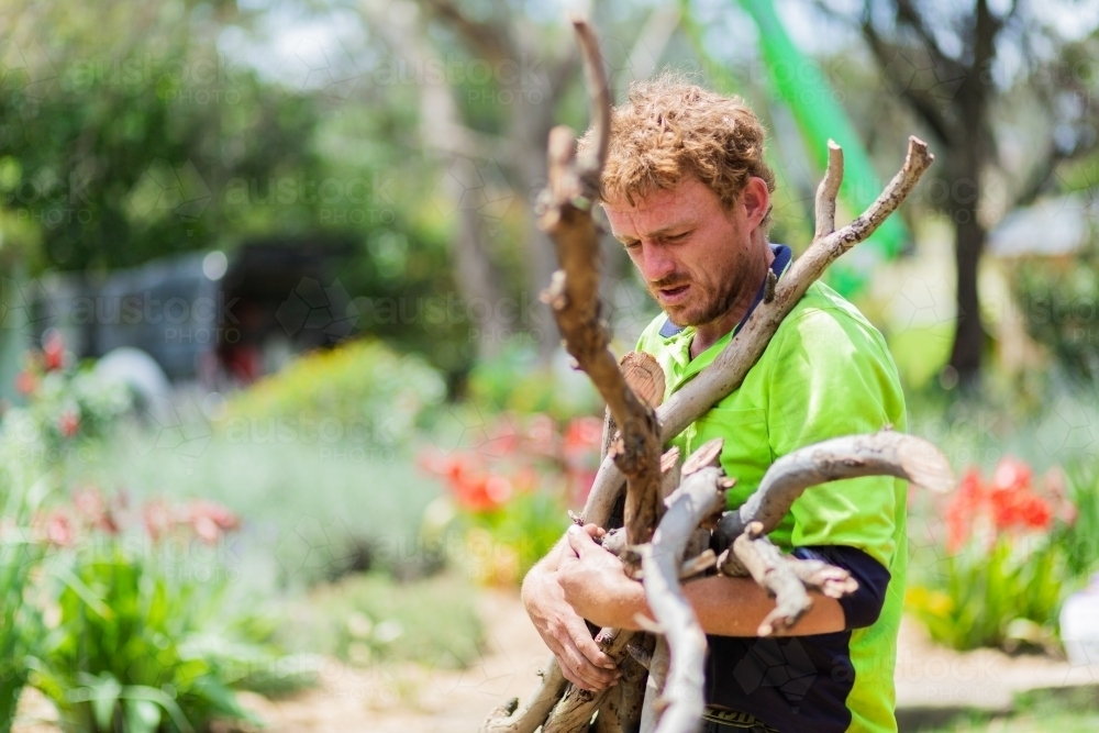 Image of Handyman carrying sticks away from fallen tree - Austockphoto