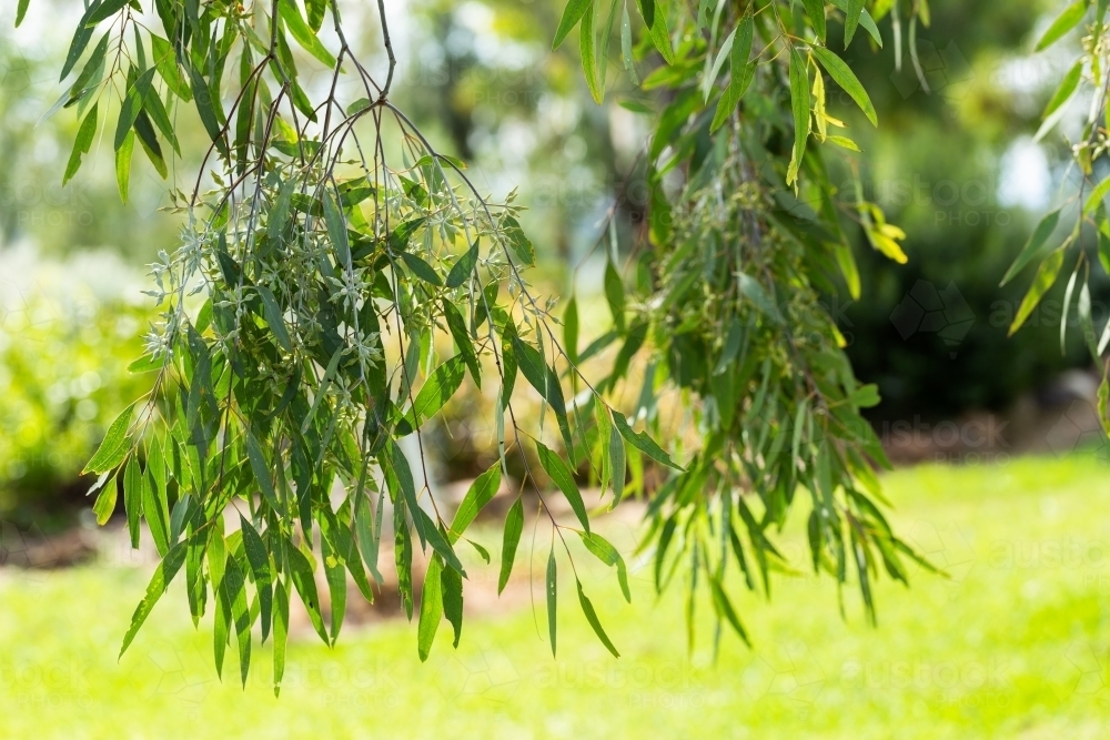 Image of Hanging green leaves on eucalypt gum tree in parkland ...