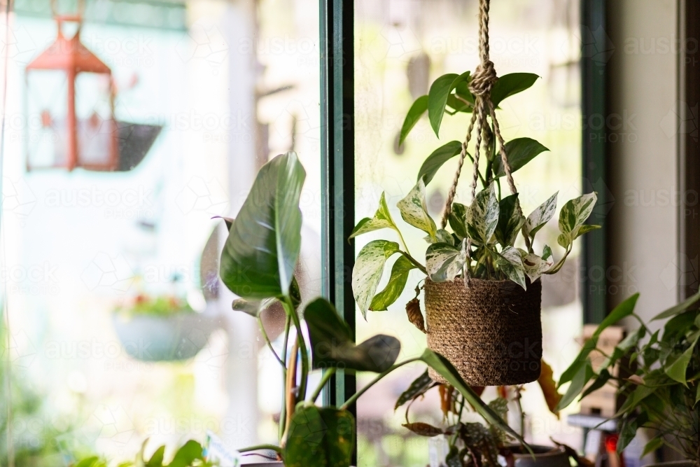 Image of Hanging pothos houseplant in window - Austockphoto