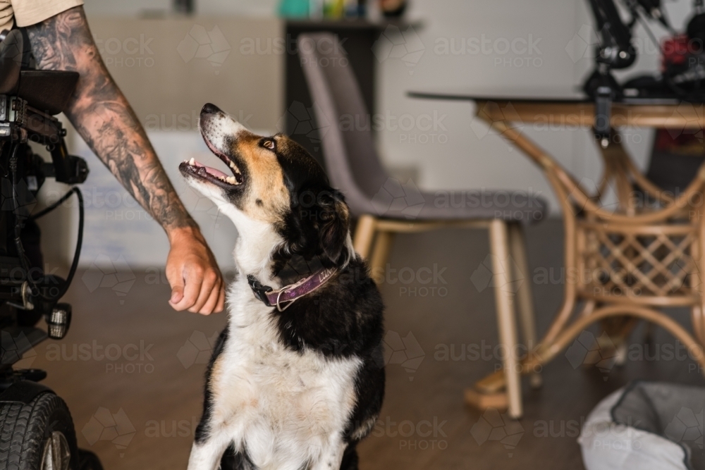 Image of happy dog looks up at his owner - Austockphoto