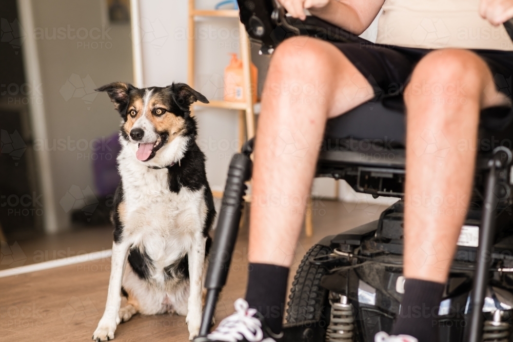 Image of happy dog sitting next to his owner - Austockphoto