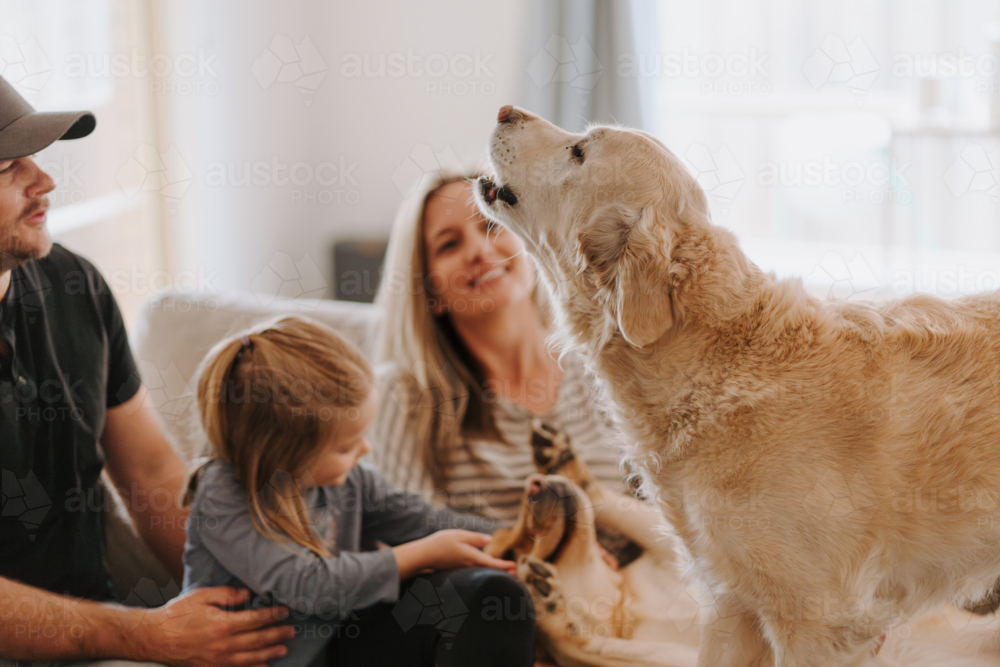 Image of Happy family snuggles on the couch with their pets. - Austockphoto