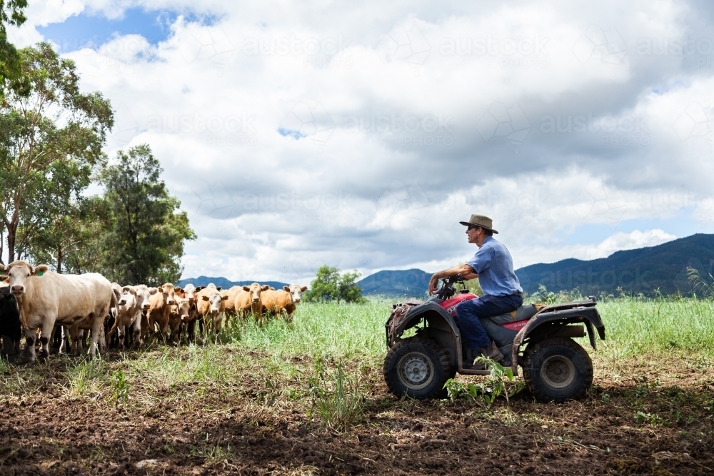 Image of Happy farmer on quad bike surrounded by mixed mob of cattle ...