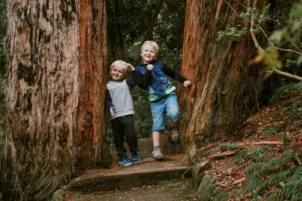 Image of Happy kids standing between two large gum tree trunks on bush ...