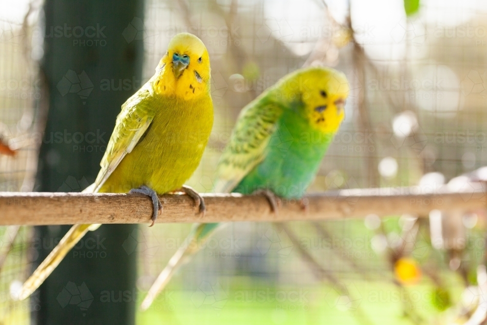 Image of Happy pair of brightly coloured pet budgies together on perch ...