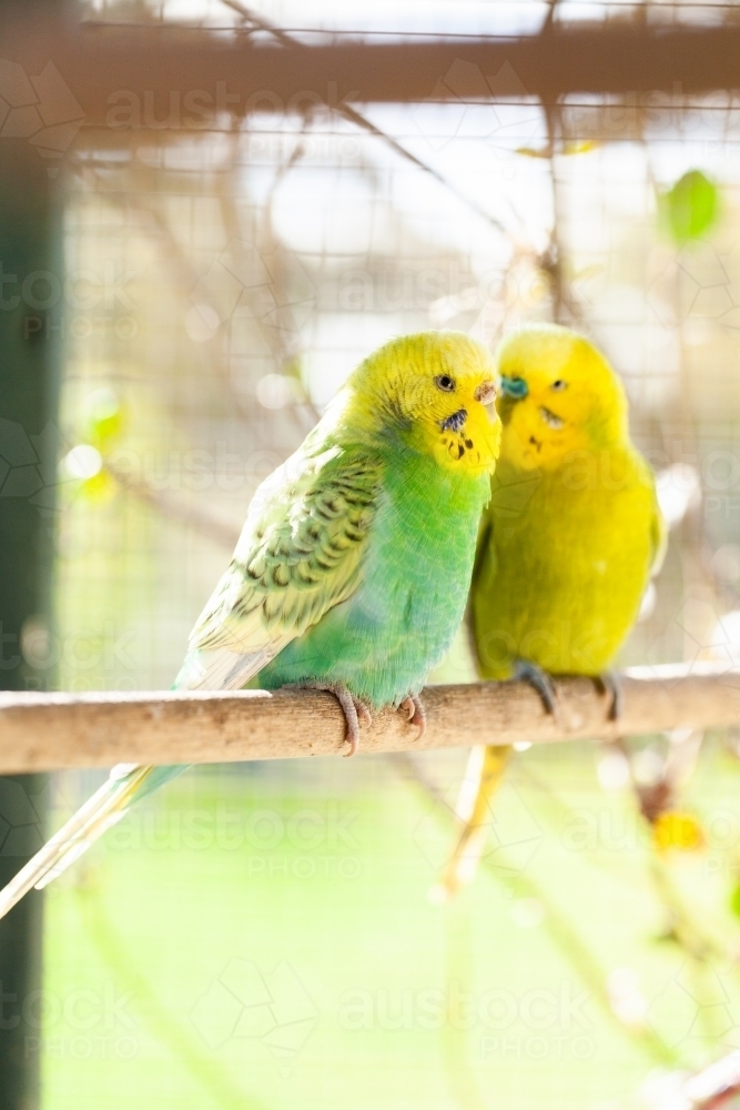 Image of Happy pair of brightly coloured pet budgies together on perch ...