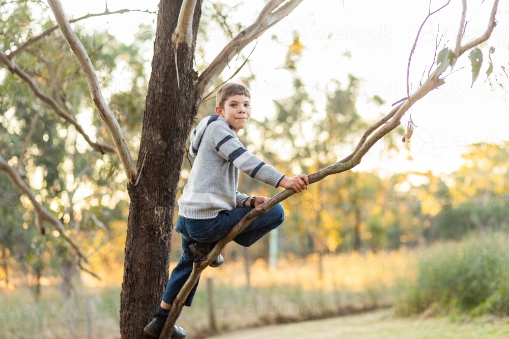 Image of Happy young country kid climbing up gum tree in paddock on ...
