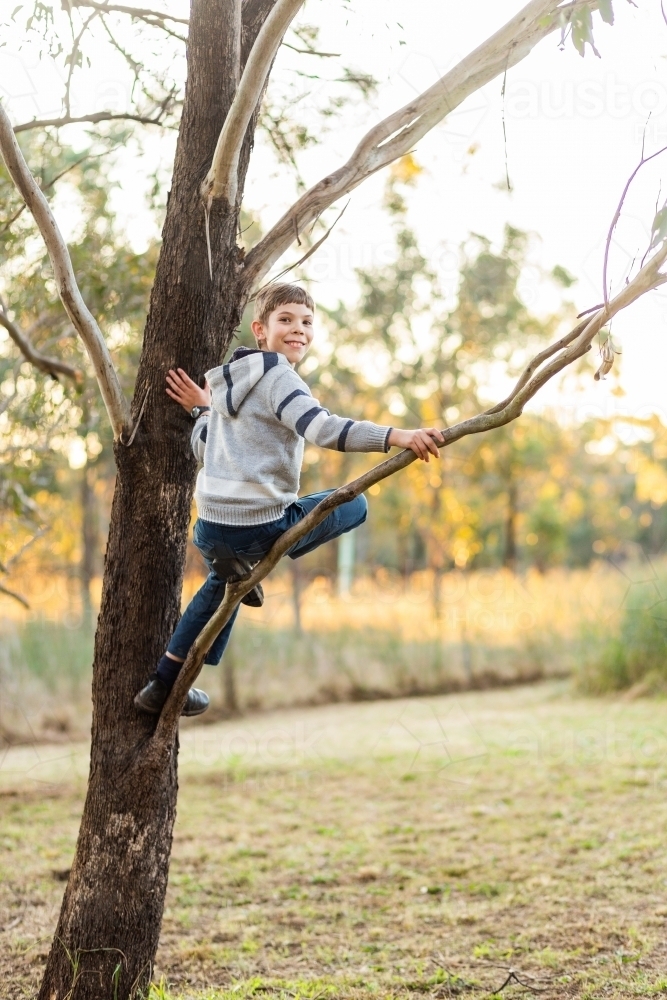 Image of Happy young country kid climbing up gum tree in paddock on ...