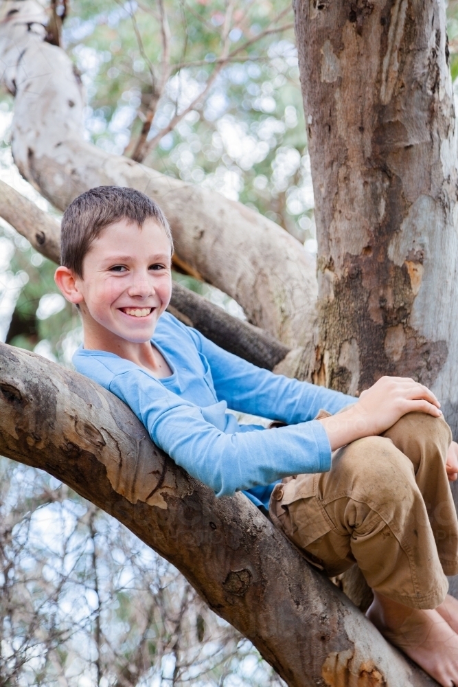 Image of Happy young tween boy relaxing in a gum tree - Austockphoto