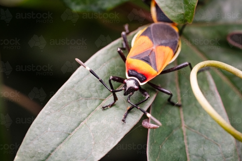 Image of Harlequin Bug on Leaf from Above - Austockphoto