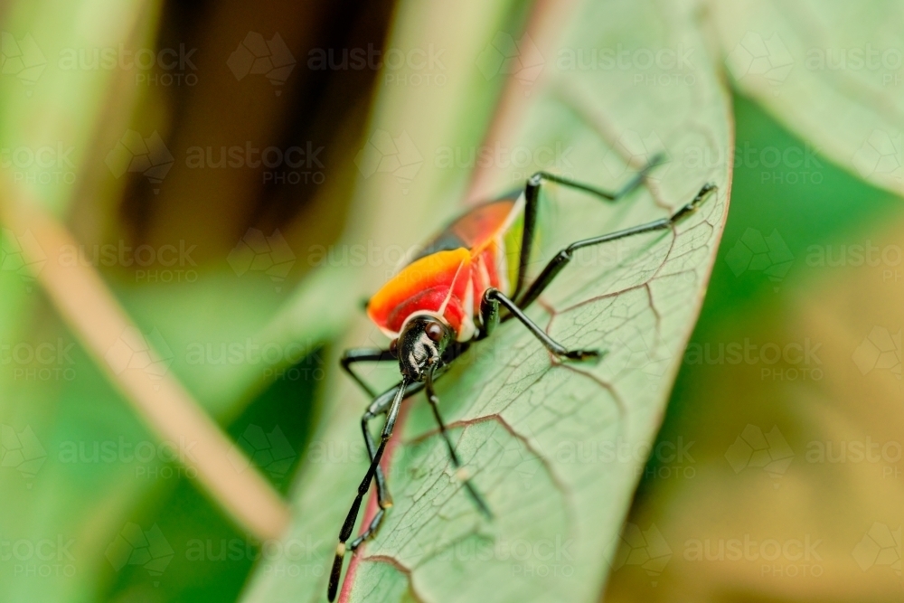 Image of Harlequin Bug on Leaf Underside - Austockphoto