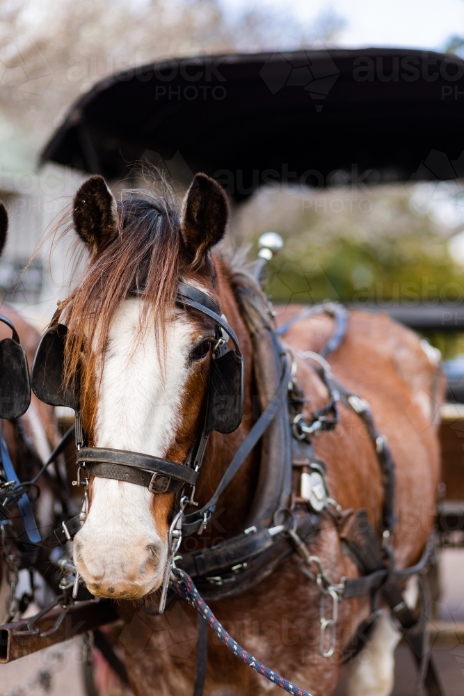 Image of harnessed horse portrait - Austockphoto