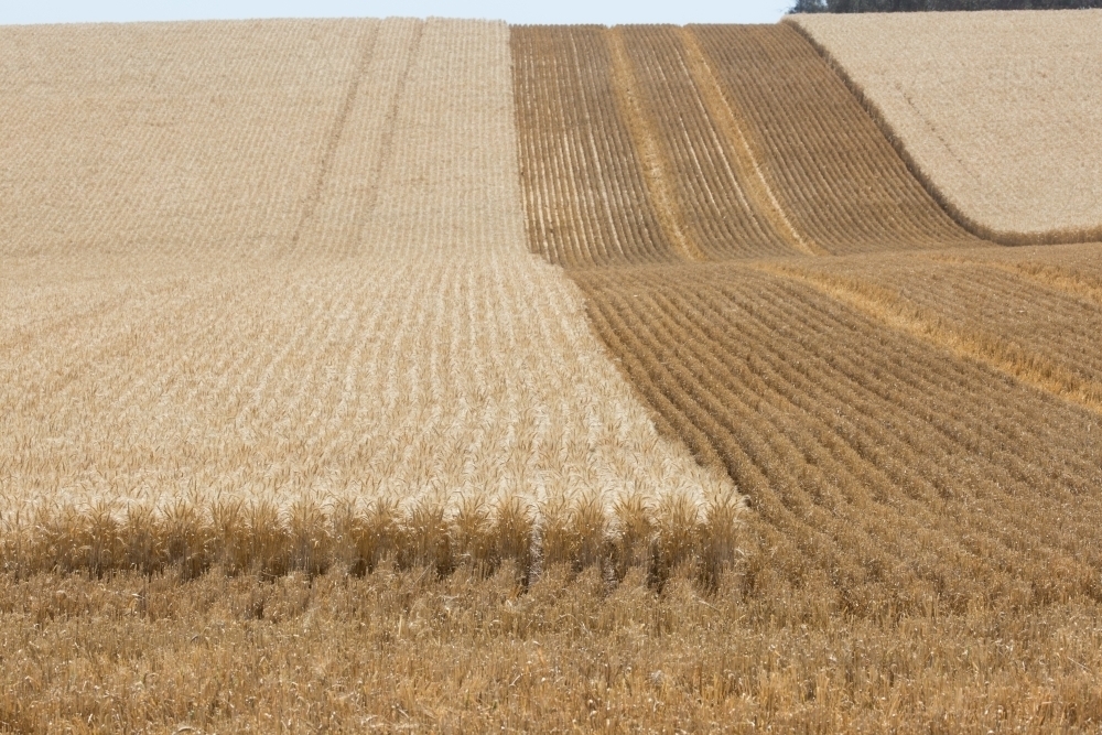 Image of harvested and unharvested wheat in a paddock - Austockphoto