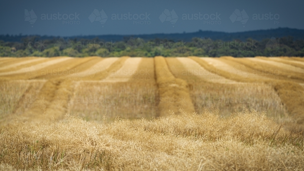 Image of Harvested rows of dry canola in a paddock under a dark sky ...