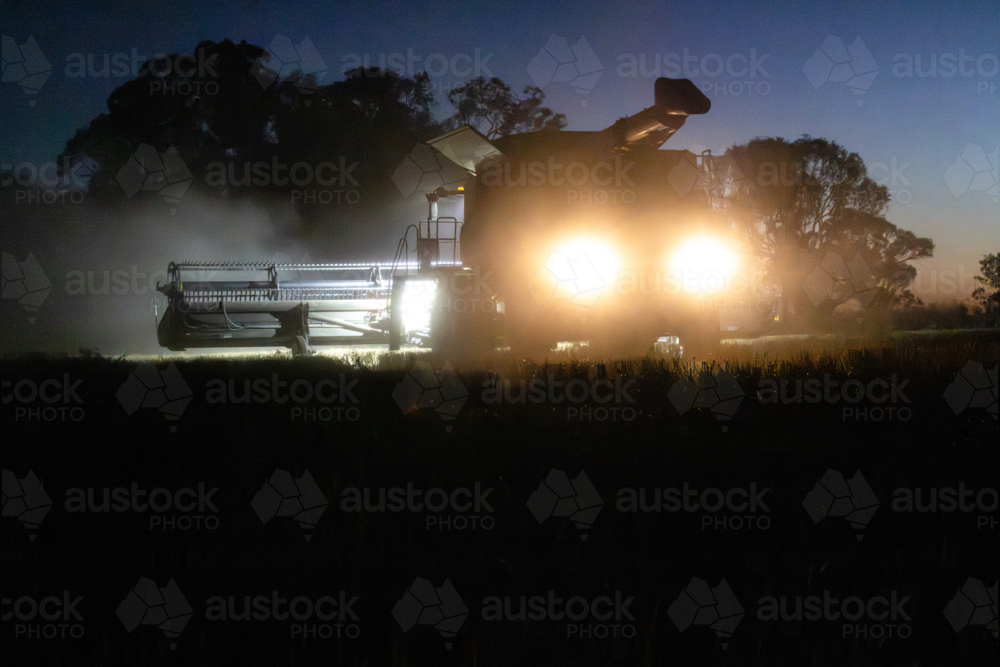 Image of Harvester harvesting canola crop at night on farm at sunset ...