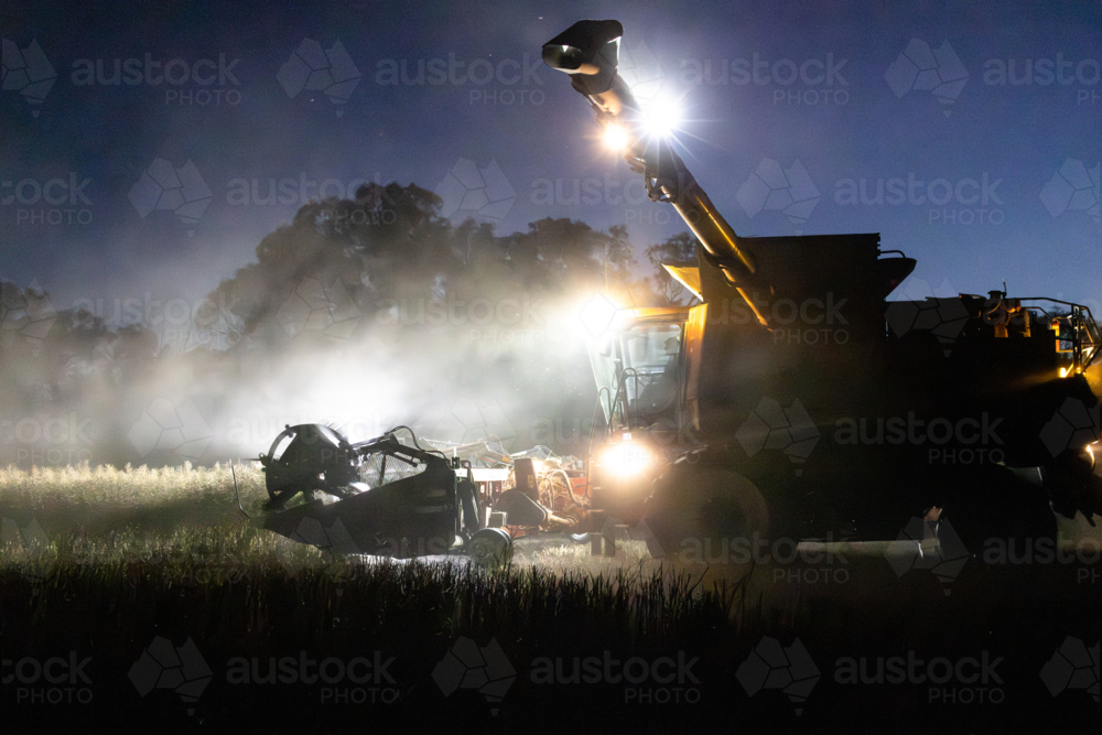 Image of Harvester harvesting canola crop at night on farm - Austockphoto