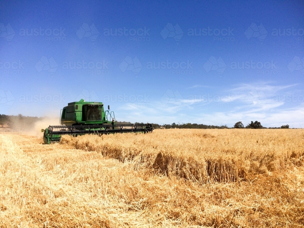 Image of Harvesting an oat crop - Austockphoto