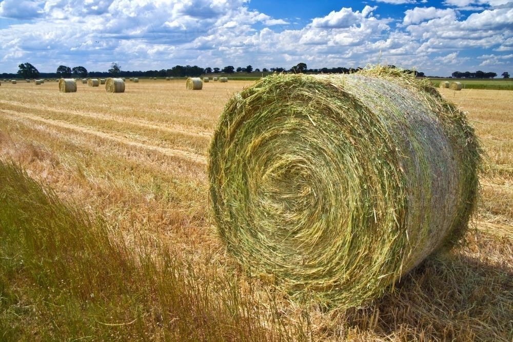Image of Hay bales lying in a paddock - Austockphoto