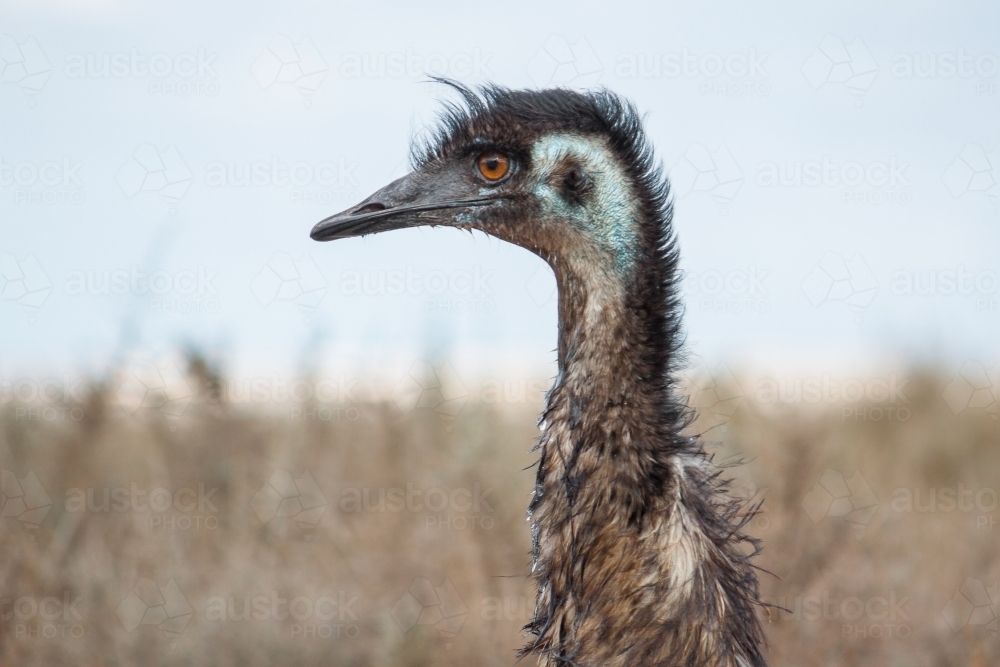 Image of Head and neck view of an emu - Austockphoto
