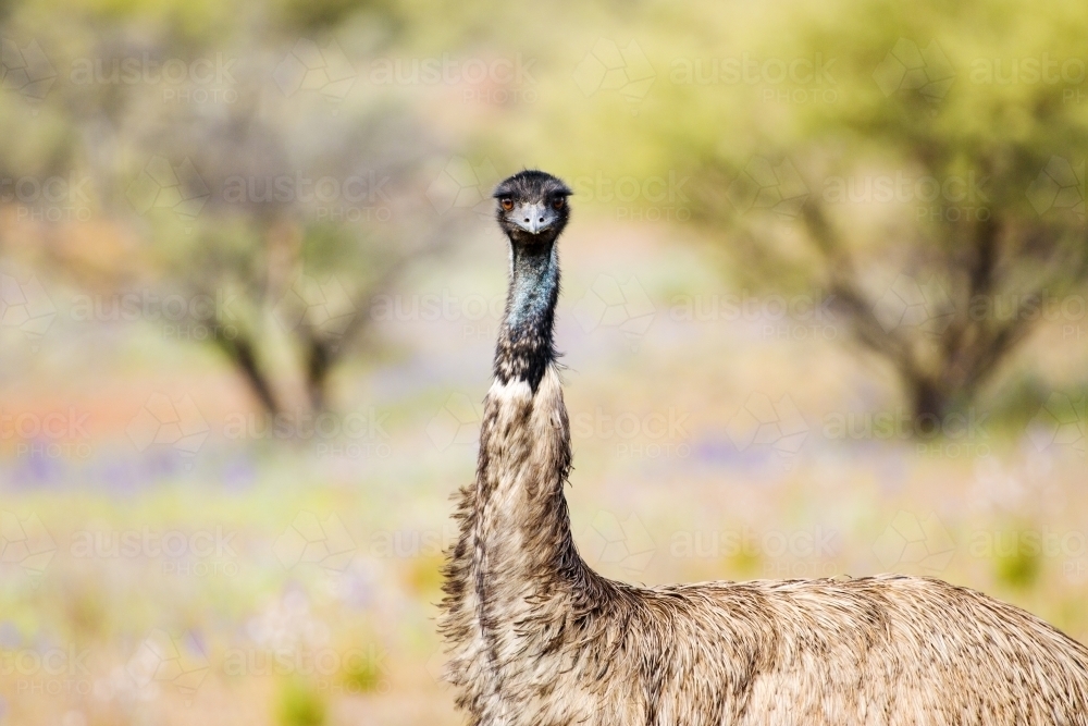 Image of Head and upper body of emu looking at camera - Austockphoto