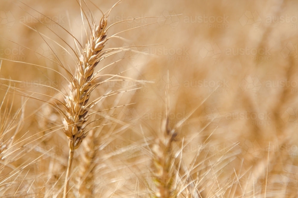 Image of Head of ripe wheat waiting to be harvested - Austockphoto