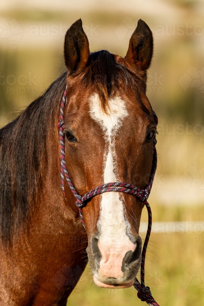 Image of Head shot of an alert horse. - Austockphoto