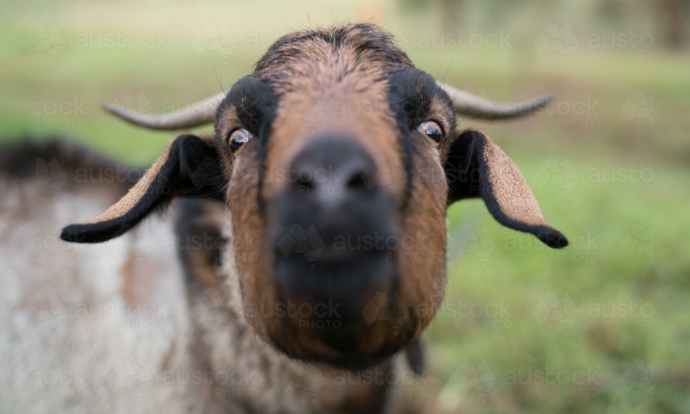 Image of Headshot of a Brown Goat - Austockphoto