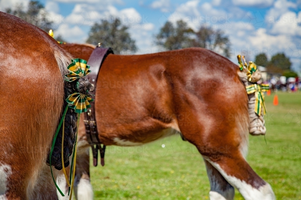 Image of Heavy Horses all decked out for competition at the local show ...