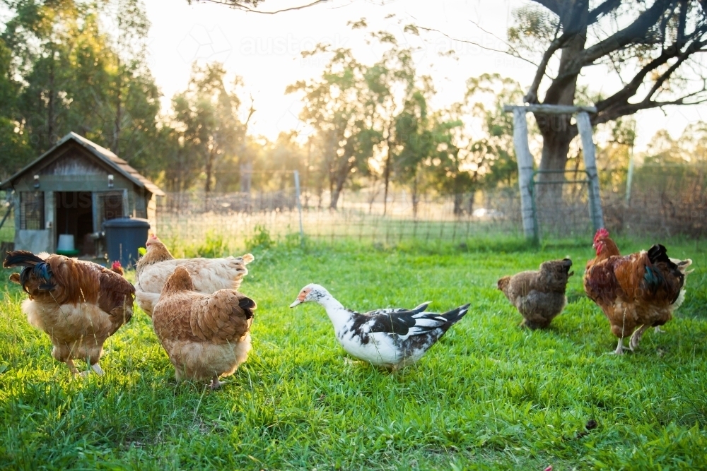 Image of Hens and roosters with duck in chook yard at sunset - Austockphoto