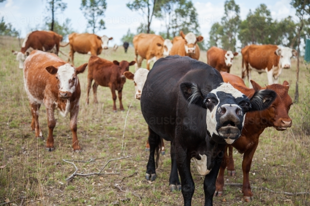 Image of Herd of beef cattle in a paddock - Austockphoto